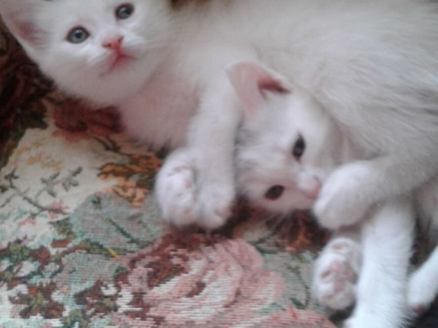 Котята в добрые руки бесплатно