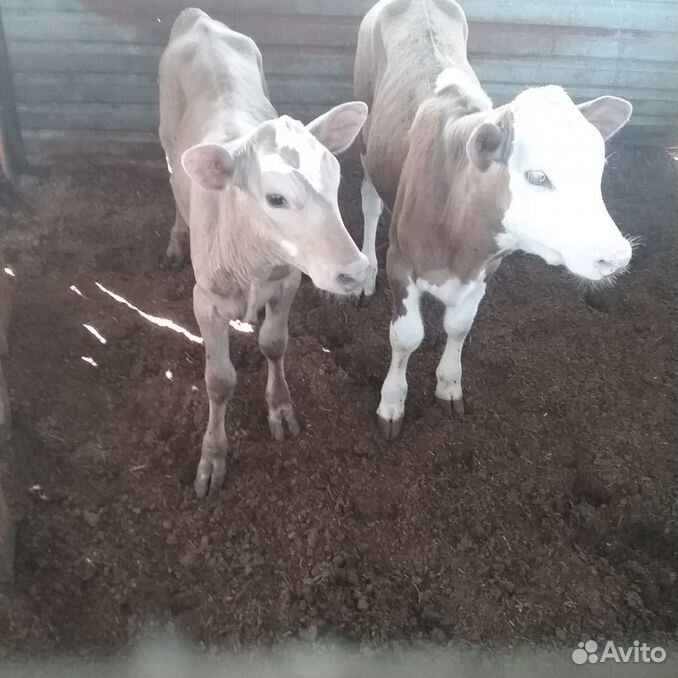 Продаю тёлят 3,5 мес., тёлочку 1 год, первотёлку