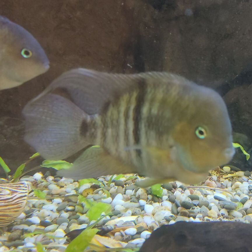 Аквариумные рыбки