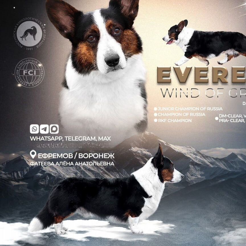 Вельш Корги Кардиган, вязка