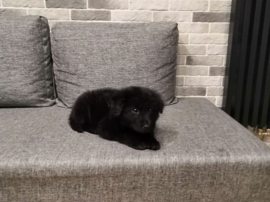 Милана щенок