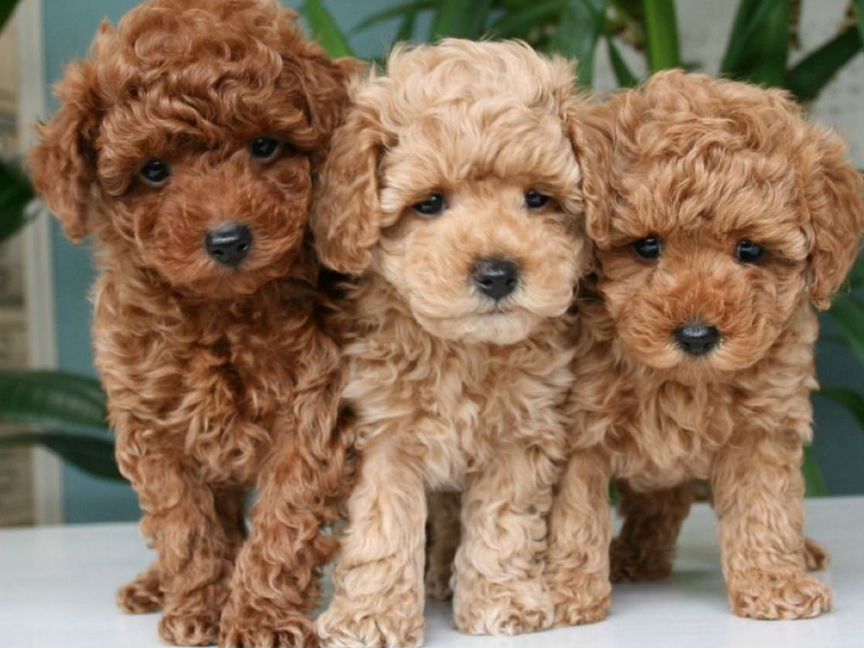 Тикап пудель