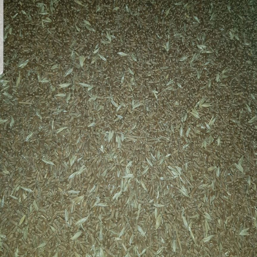 Зерно пшеница 3 класс