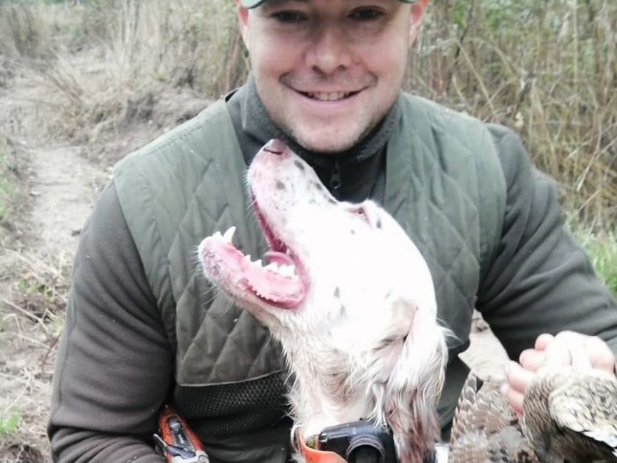 Английский сеттер