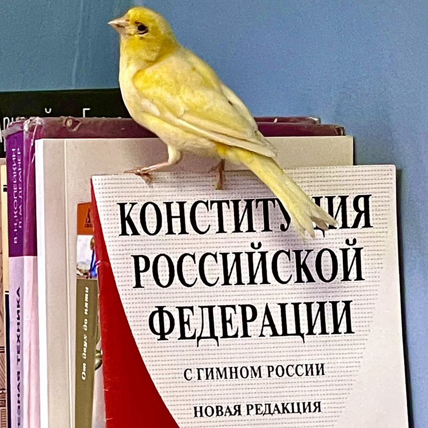 Кенара и канарейки