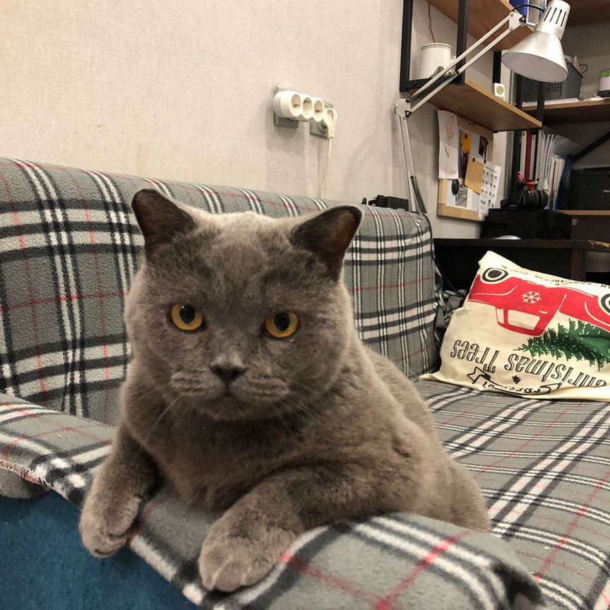 Красивая кошка в дар