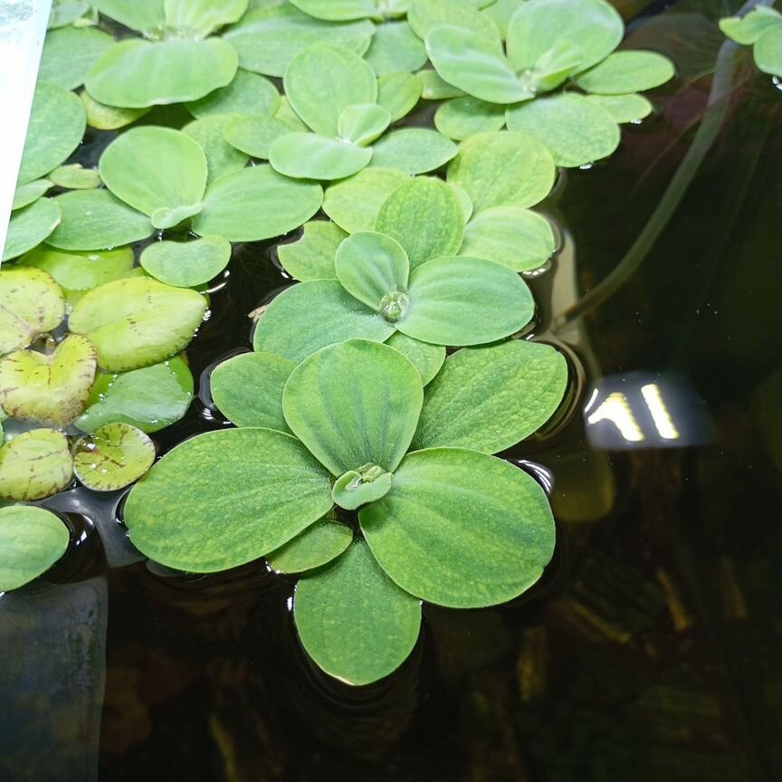 Водоросли Пастия