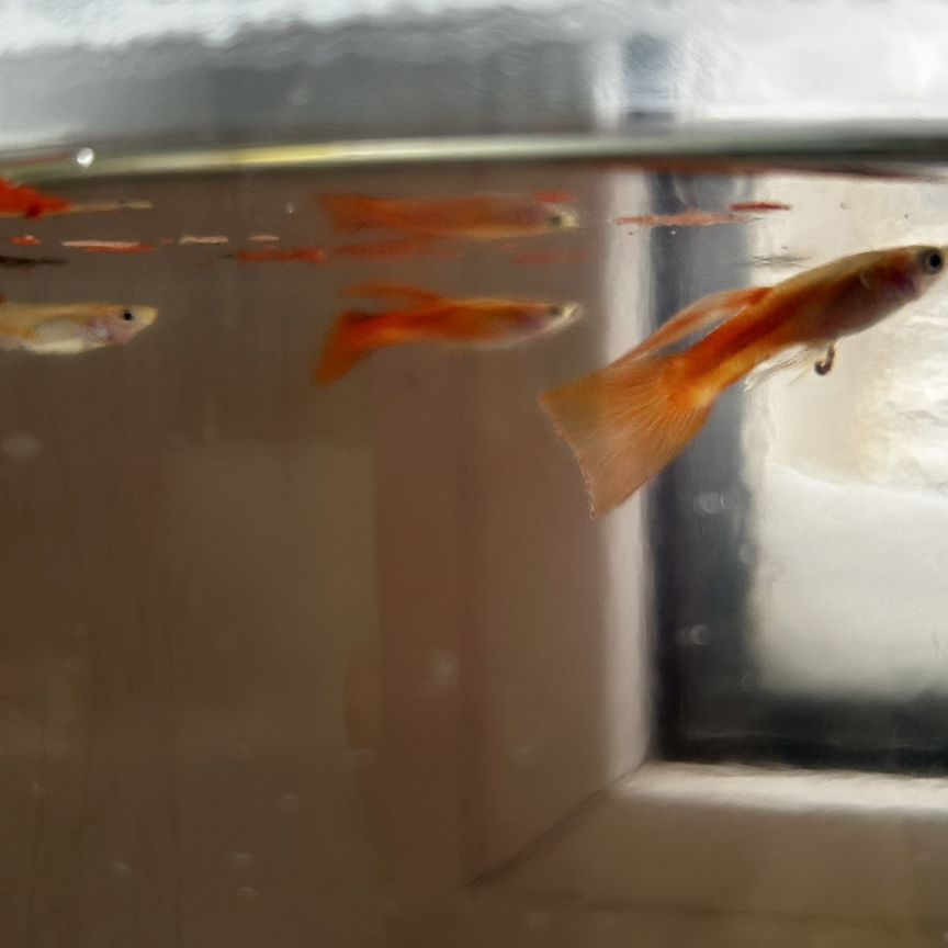 Аквариумные рыбки гуппи