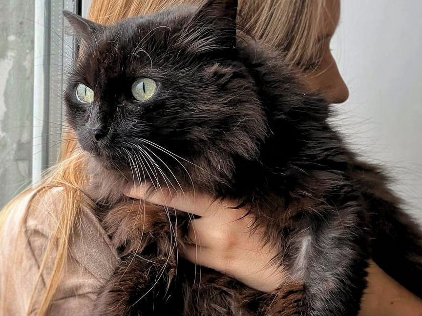 Кот в добрые руки