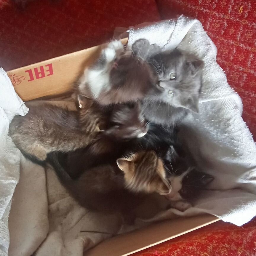 Котята в добрые руки
