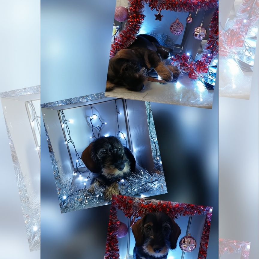 Такса, щенок