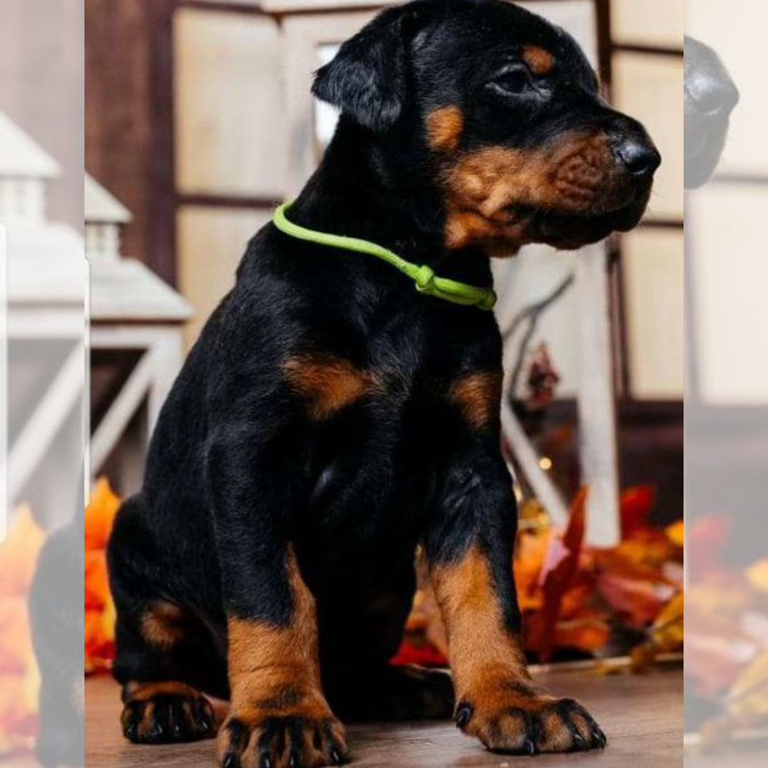 Щенки добермана