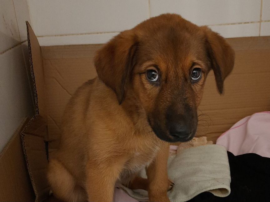 Спасите малышку Лялю