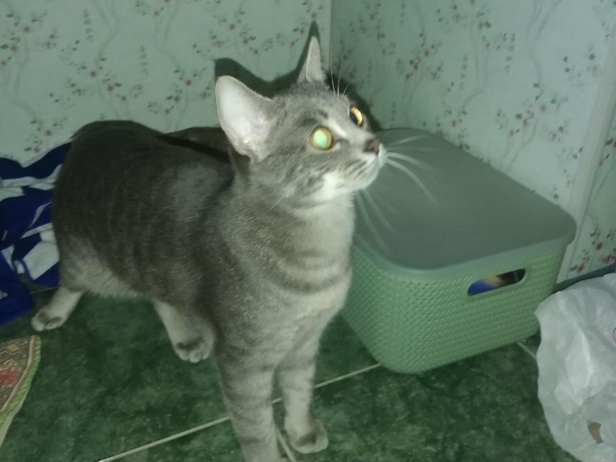 Кот в добрые руки