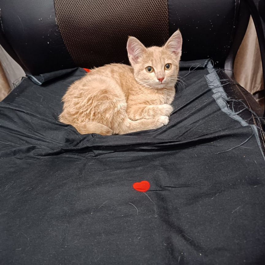 Котёнок