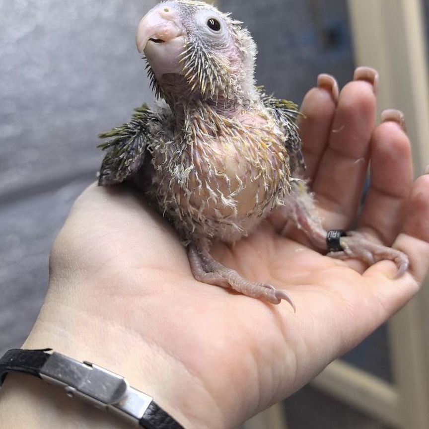 Попугай пиррура ручные выкормыши