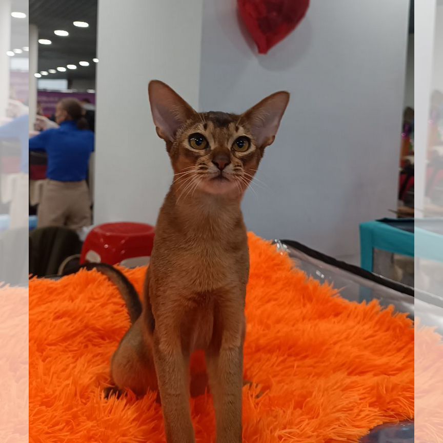Абиссинский котёнок