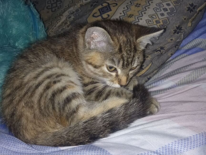 Кошечка ищет хозяев, ласковая приблудилась