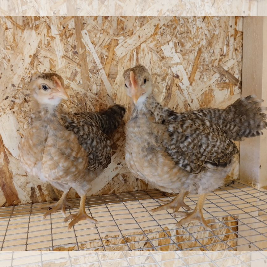 Цыплята билефельдер