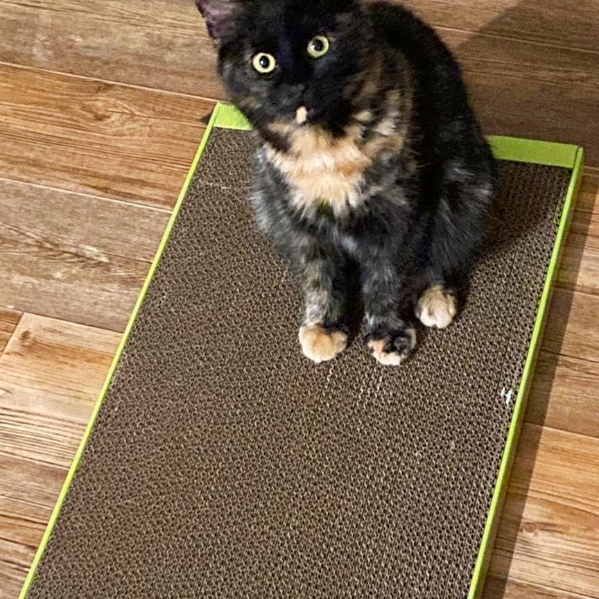 Потерялся котенок