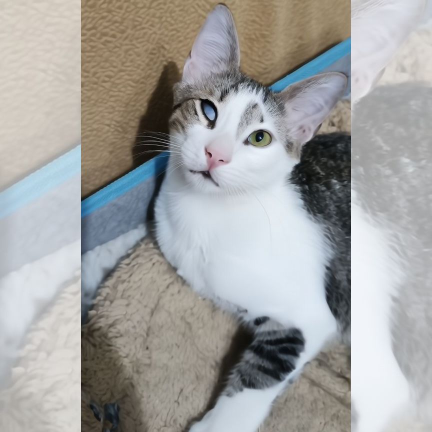 Европейский короткошёрстный котёнок