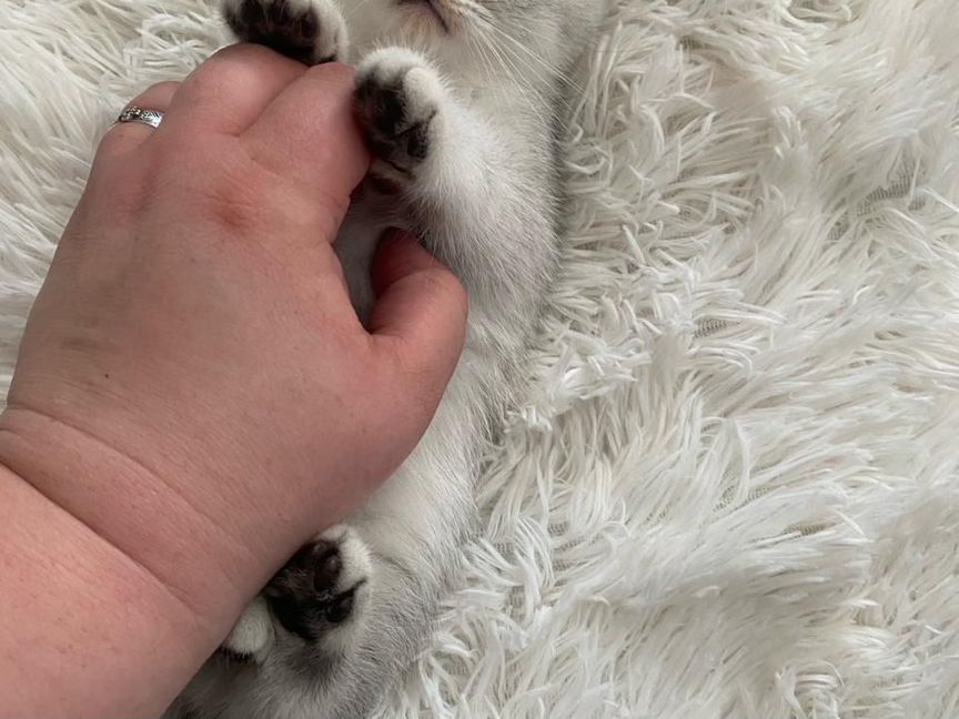 Котята шотландские