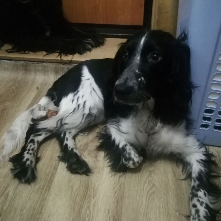 Русский охотничий спаниель, щенок