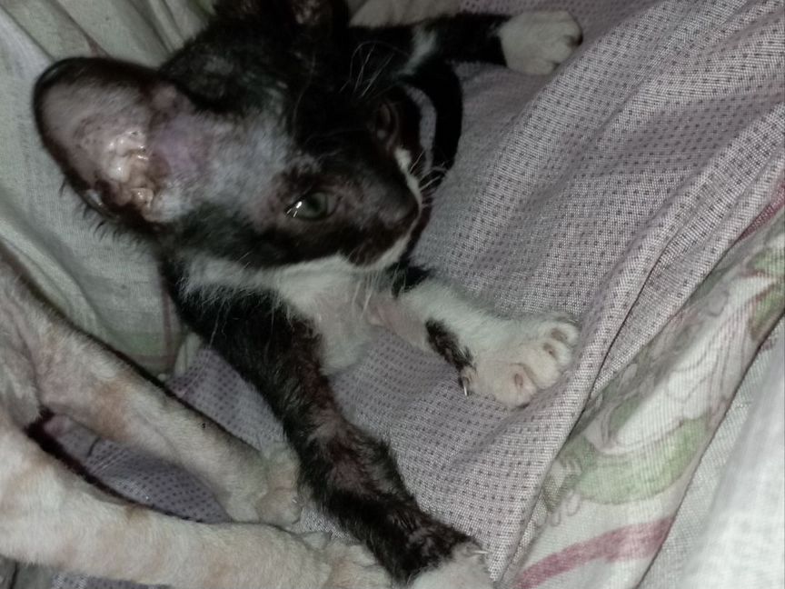 Донской сфинкс браш