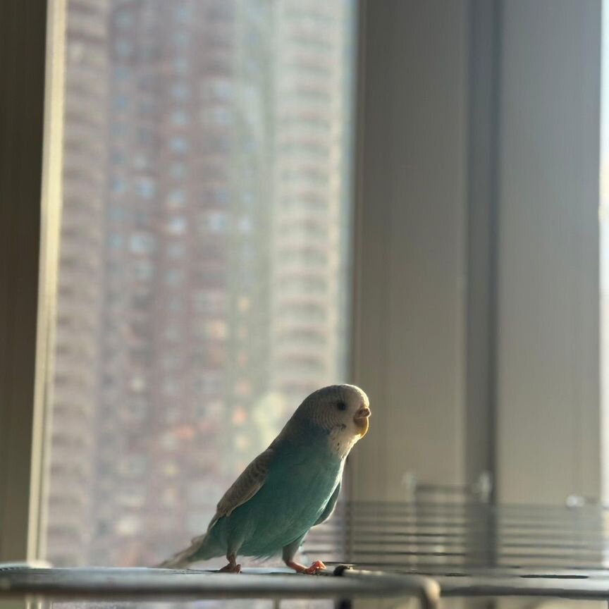 Жужа. Попугай волнистый