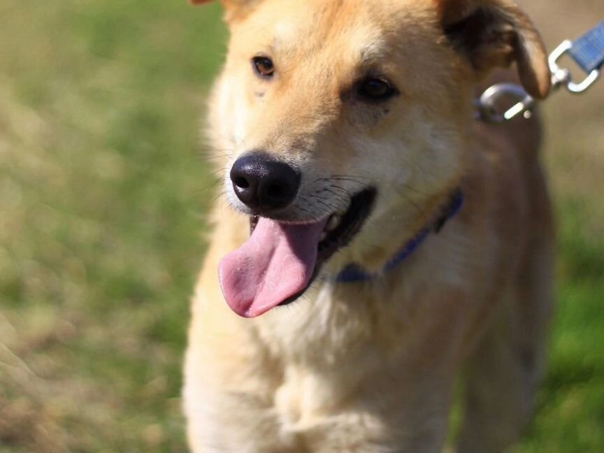 Собака в добрые руки