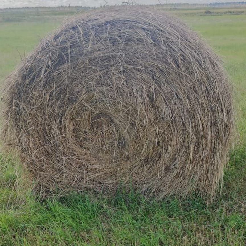 Сено бугровое