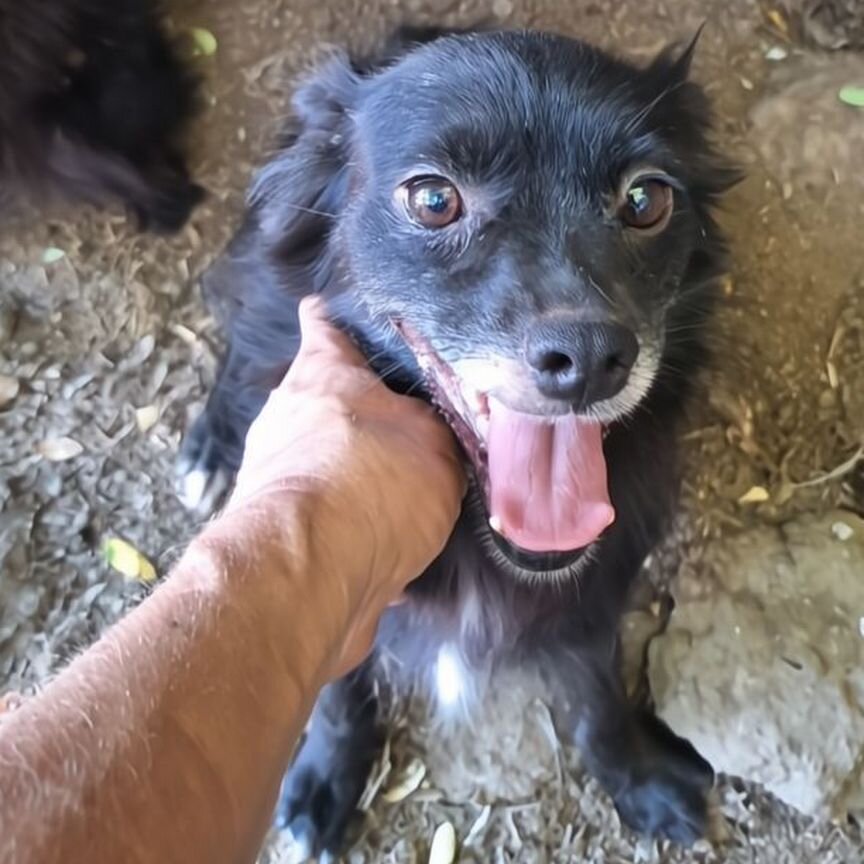 Взрослая собака в добрые руки