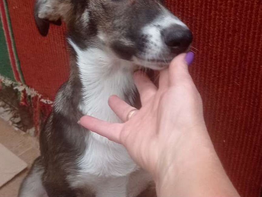 Щенуля-чудо,6 мес