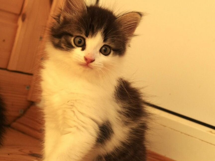 Котёнок девочка