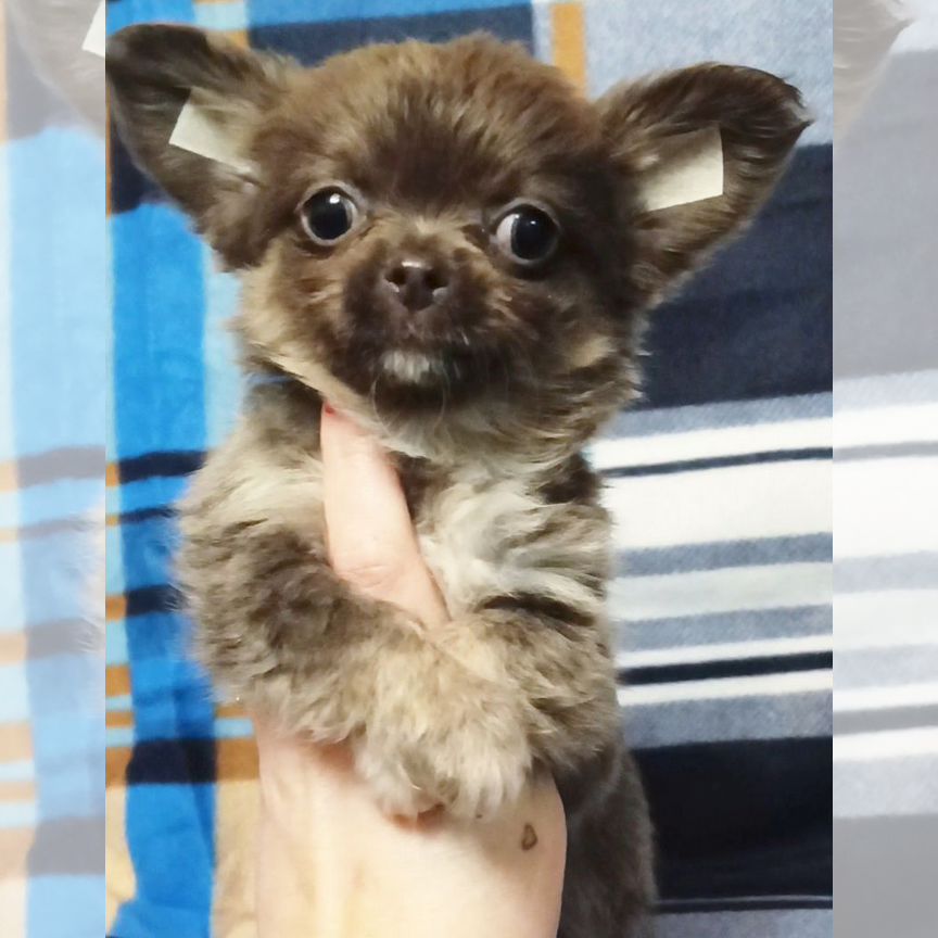 Чихуахуа, щенок