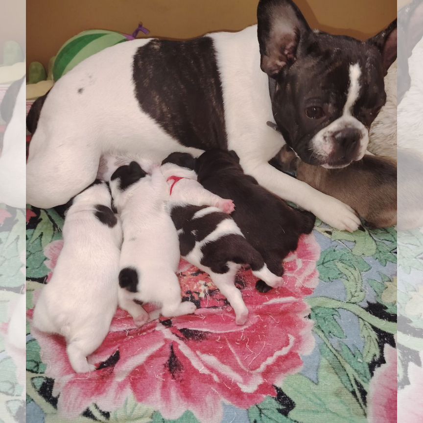 3 малышки французкого бульдога