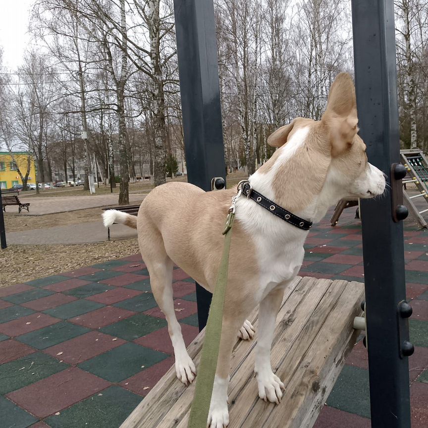 Стаф 