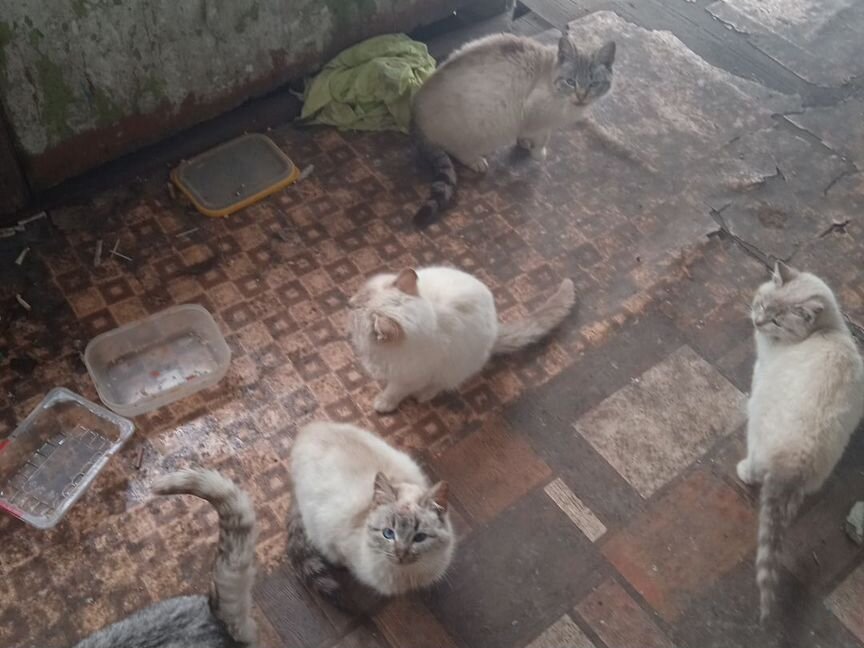 Продам котят 5 штук 4 кошки и один кот