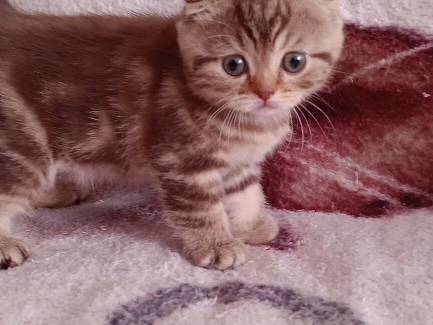 Шотландские котята