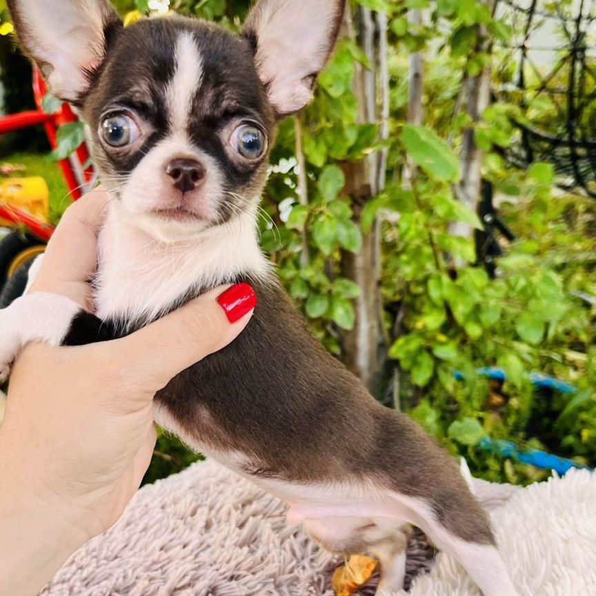 Чихуахуа супер мини мальчик