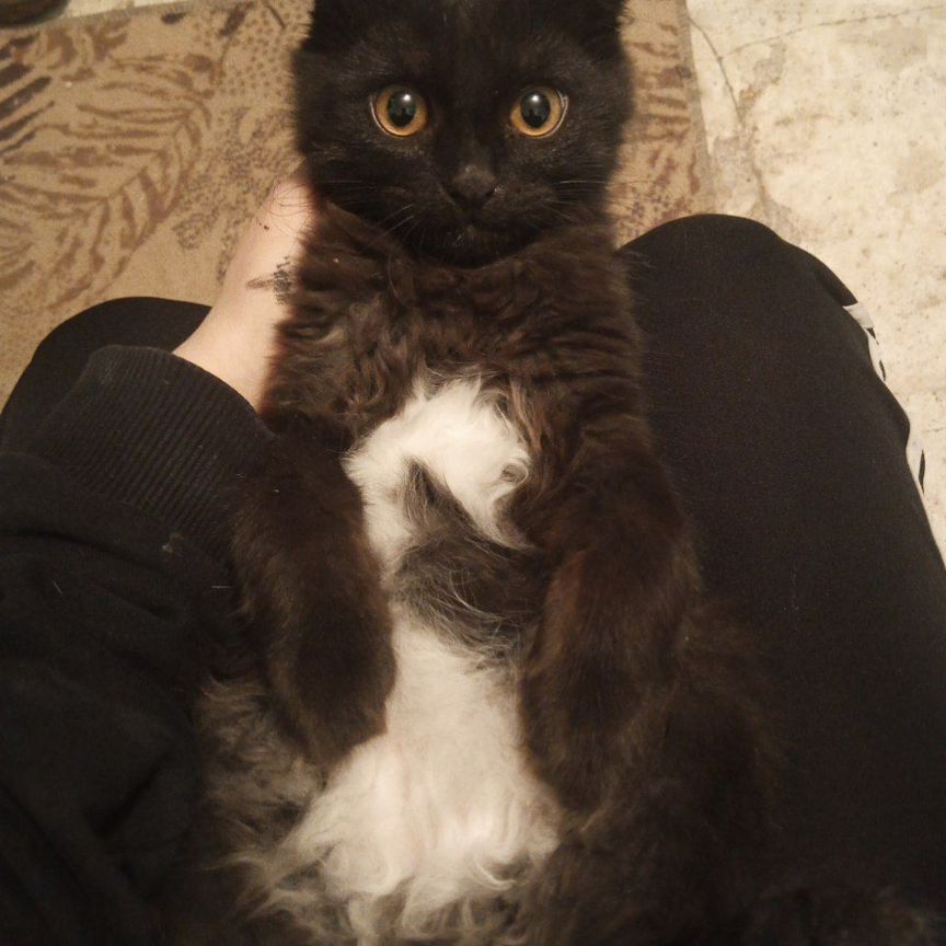 Отдам котенка в добрые руки