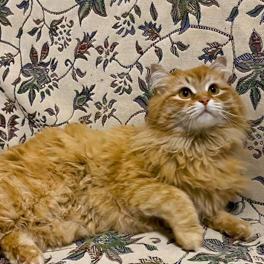 Рыжая кисонька в добрые руки