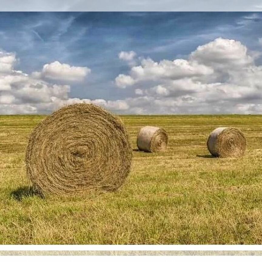 Продам сено в рулонах