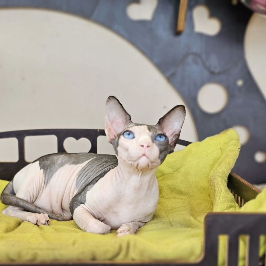 Канадский сфинкс кошка