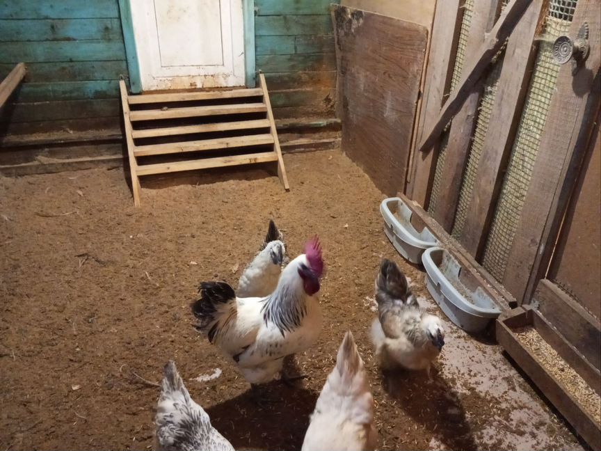 Петушки породные