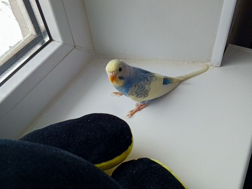 Волнистый попугай