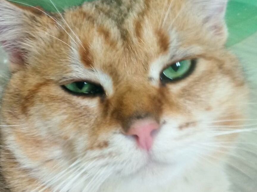 Классный котик в семью
