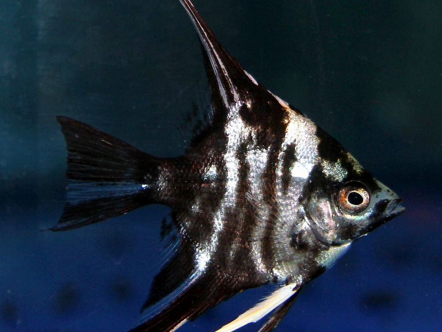 Аквариумные рыбки