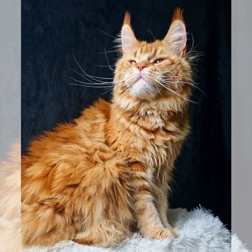 Манчкин, взрослая кошка