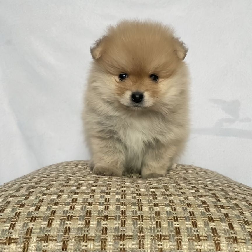 Померанский шпиц, щенок